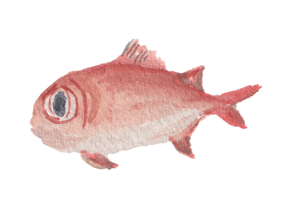 Menpachi – Ocean Paper